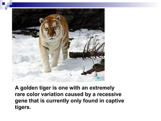 Golden tiger. самоленкова аня | PPT