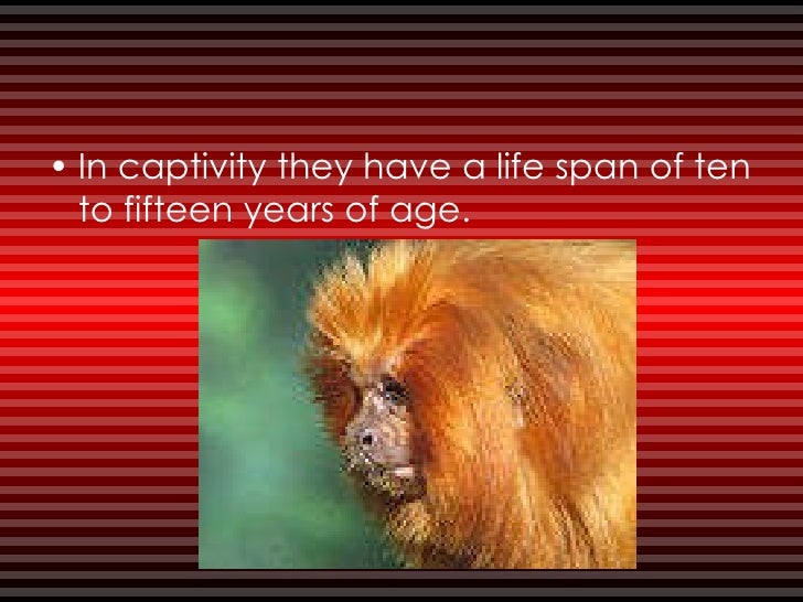 Golden Lion Tamarin Life Cycle