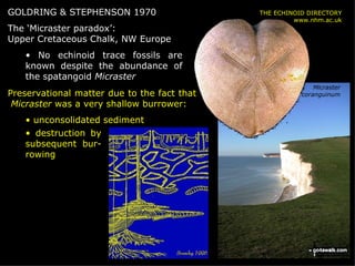 Spatangoid trace fossils | PPT