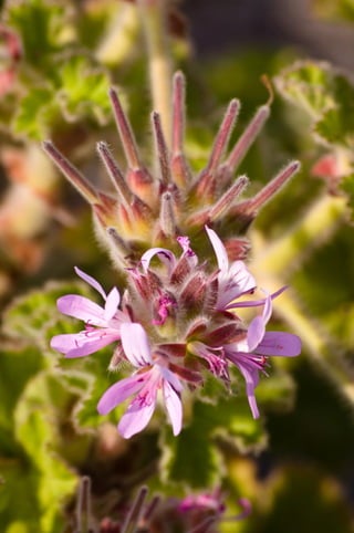 Goleta - Flowers | PDF