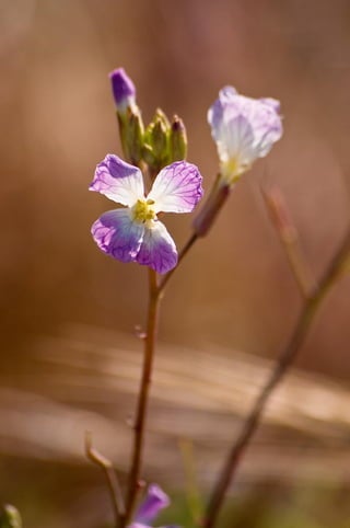 Goleta - Flowers | PDF