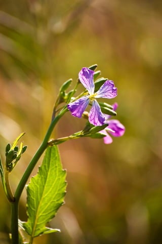 Goleta - Flowers | PDF
