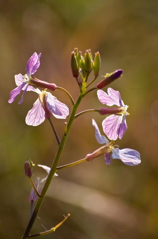 Goleta - Flowers | PDF