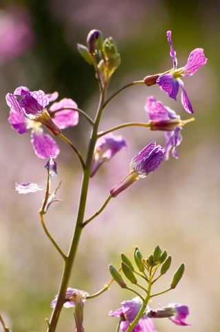 Goleta - Flowers | PDF