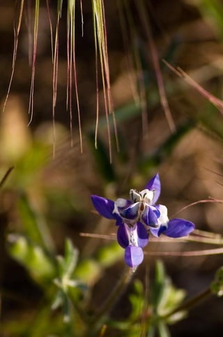 Goleta - Flowers | PDF