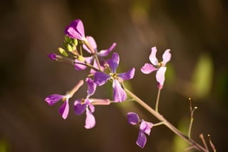 Goleta - Flowers | PDF