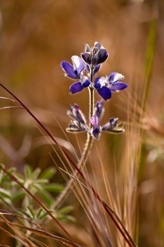 Goleta - Flowers | PDF