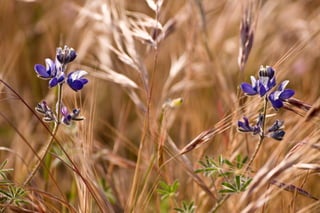 Goleta - Flowers | PDF