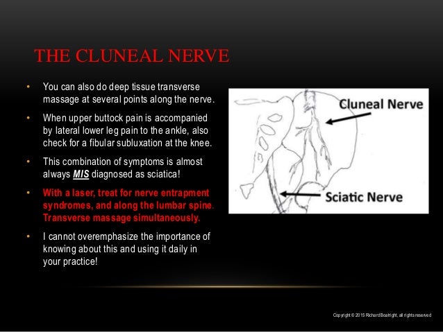 Cluneal Nerve Anatomy