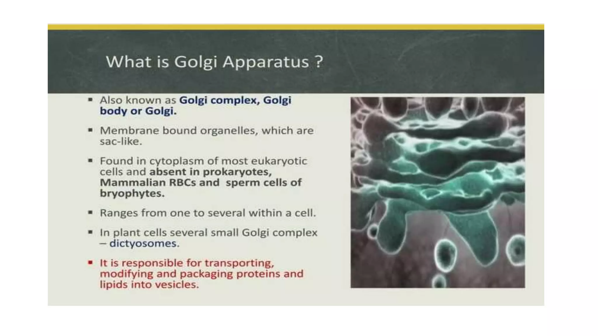 Golgi.pptx