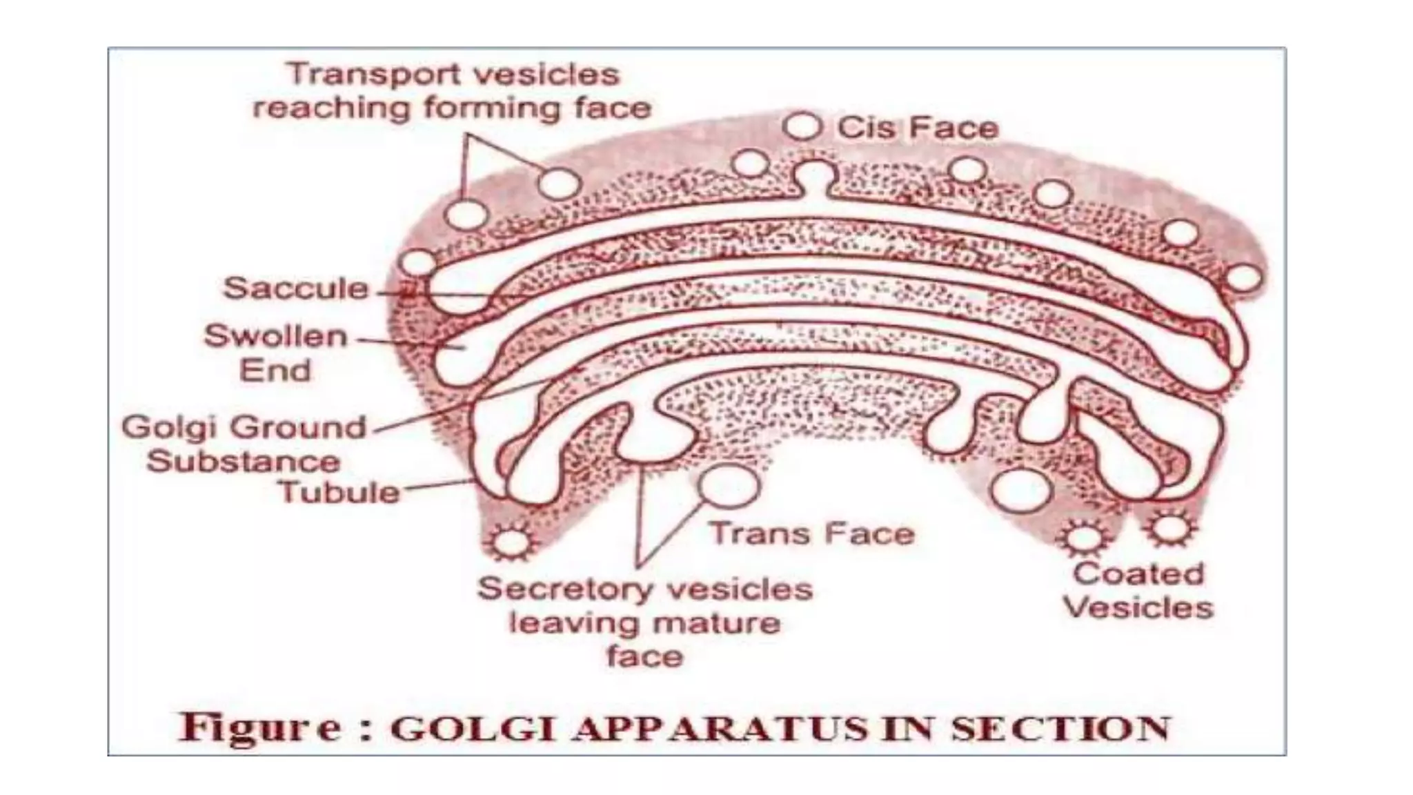 Golgi.pptx