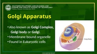 golgi-apparatus-ppt.pptxeducationpurposes | PPT