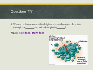 golgi apparatus structure and function.pptx