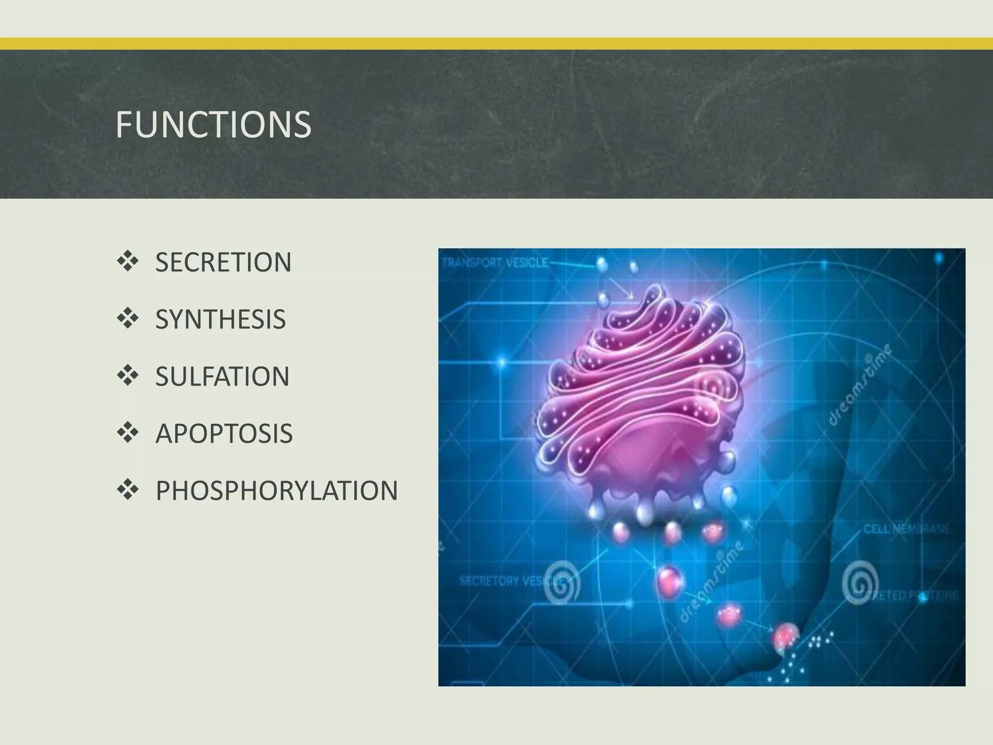 Golgi apparatus ppt (introduction structure and Function) | PPTX
