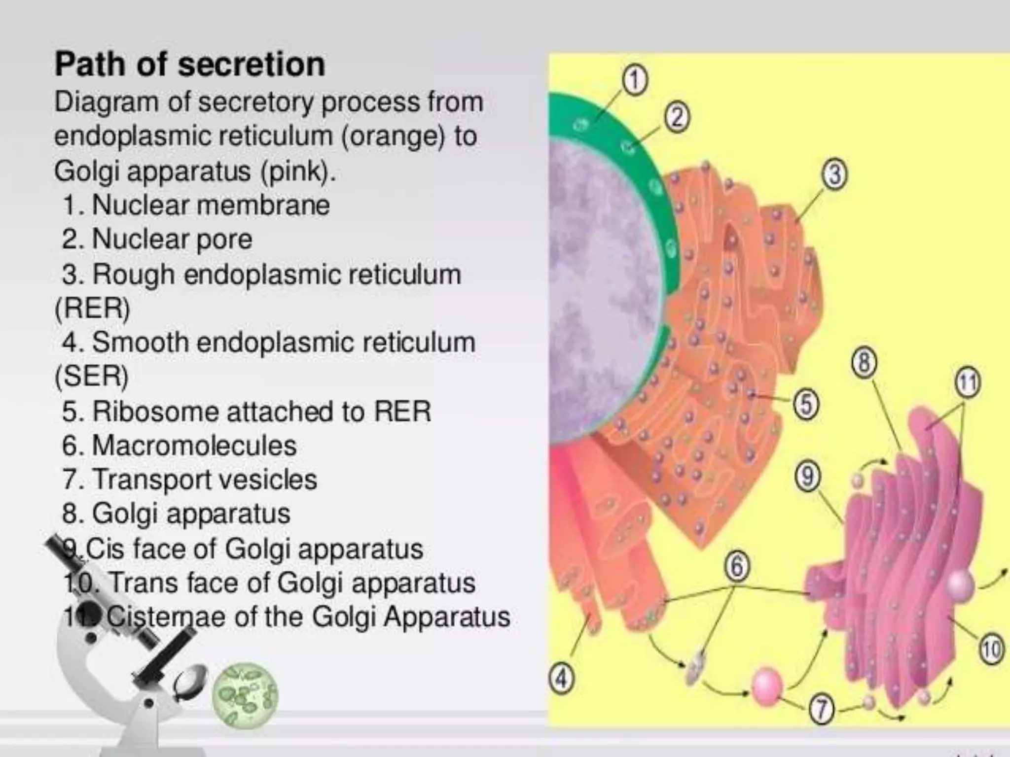 Golgi apparatus ppt (introduction structure and Function) | PPTX