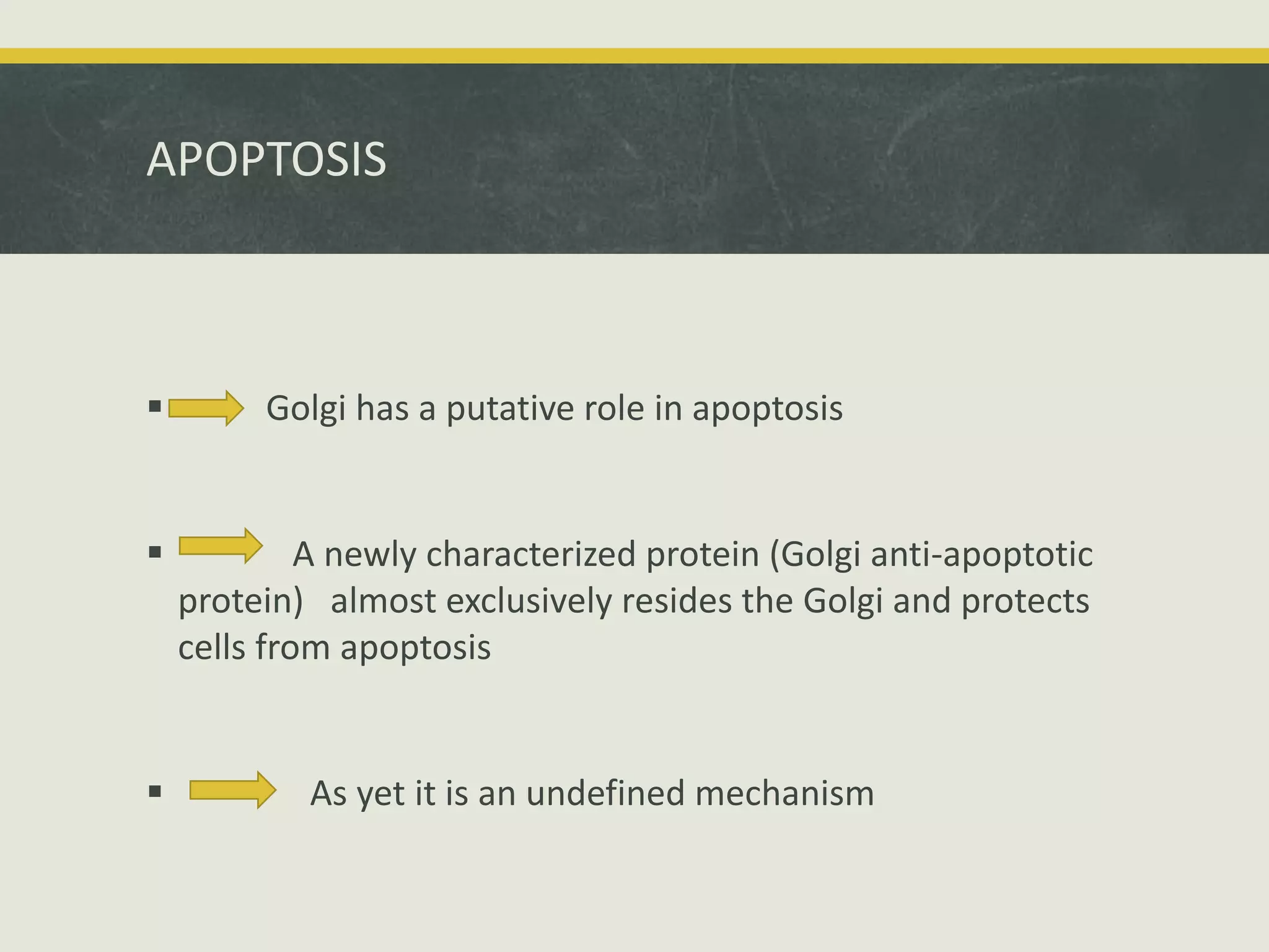 Golgi apparatus ppt (introduction structure and Function) | PPTX