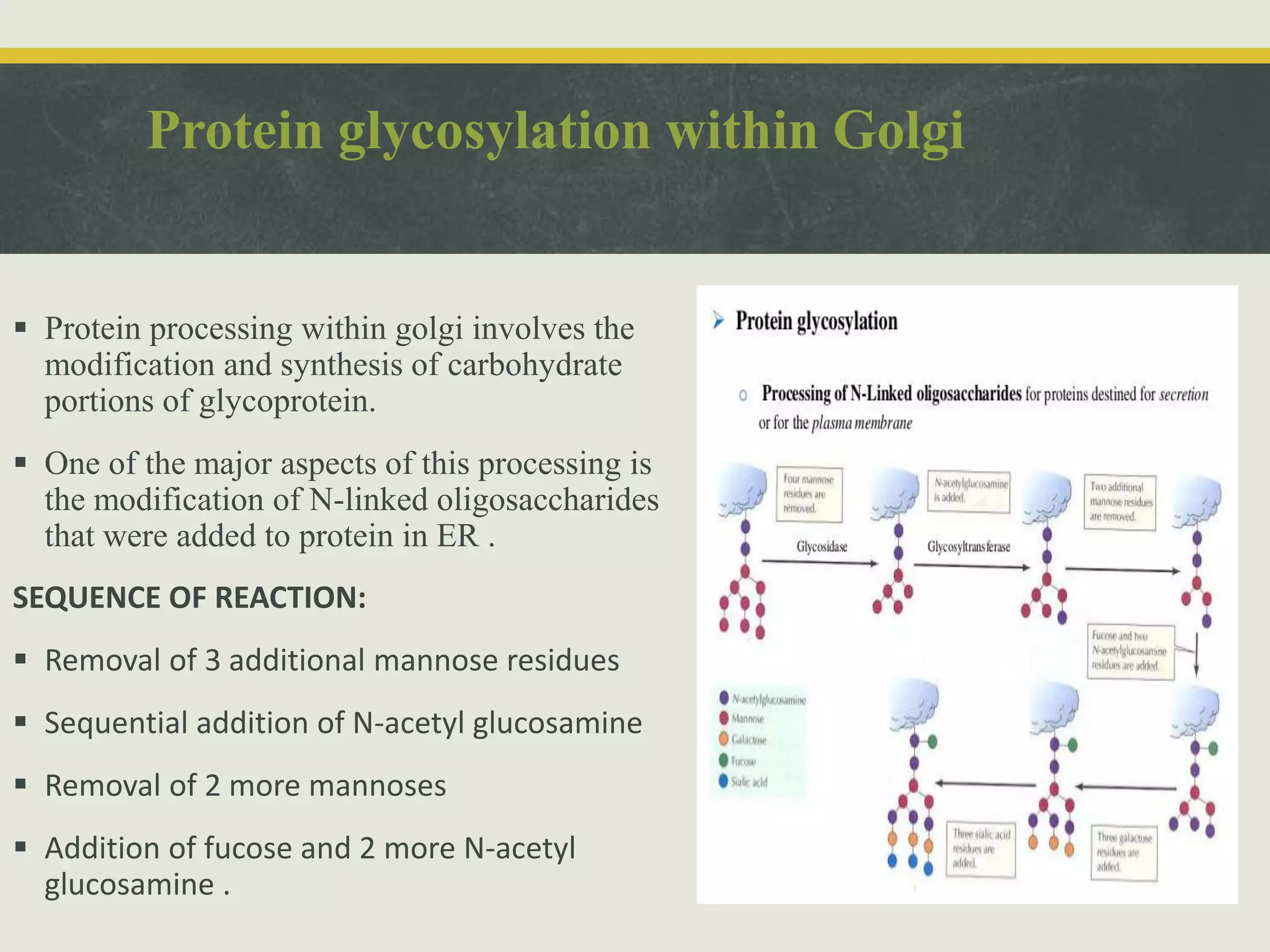 Golgi apparatus ppt (introduction structure and Function) | PPTX
