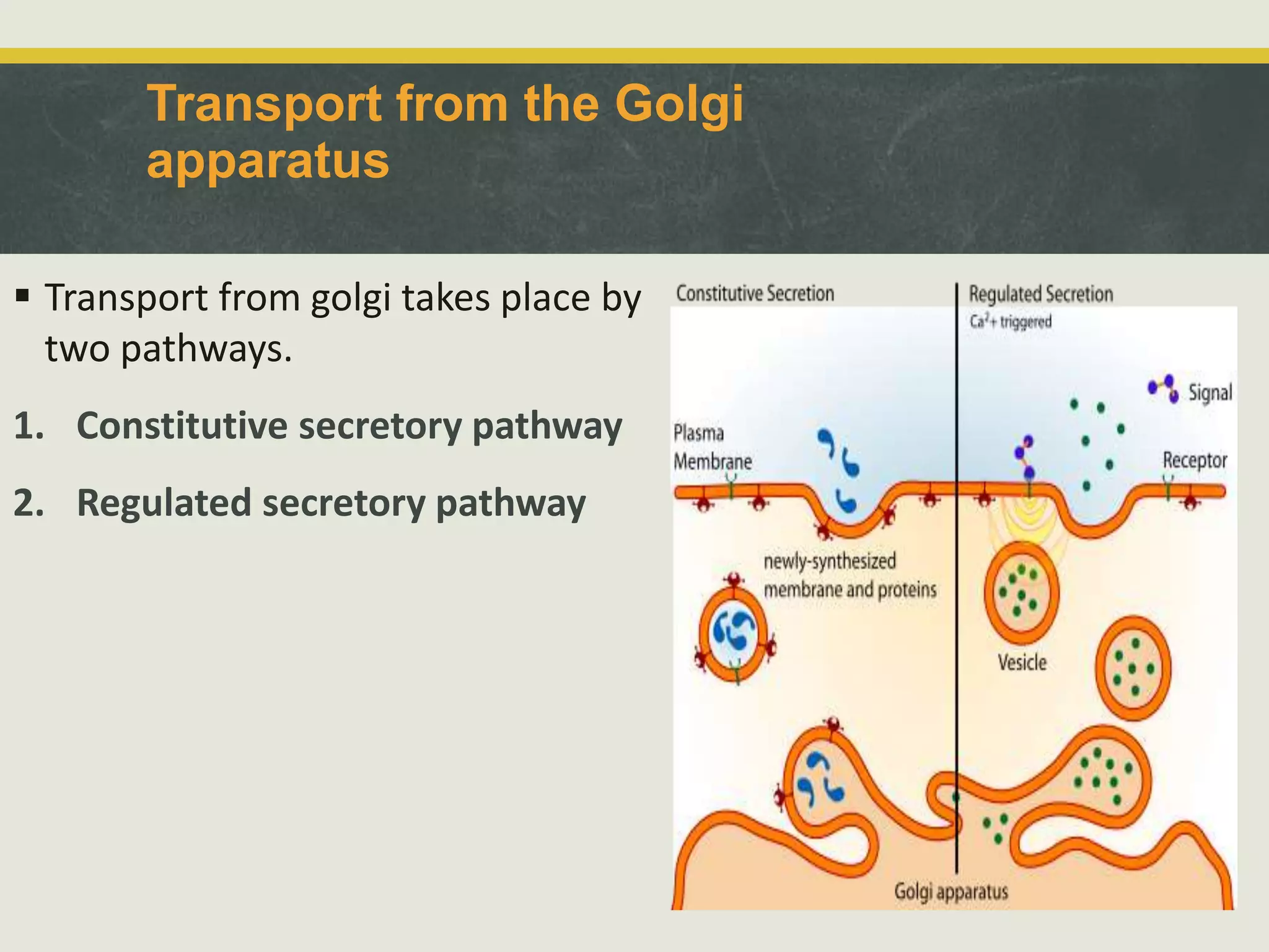 Golgi apparatus ppt (introduction structure and Function) | PPTX