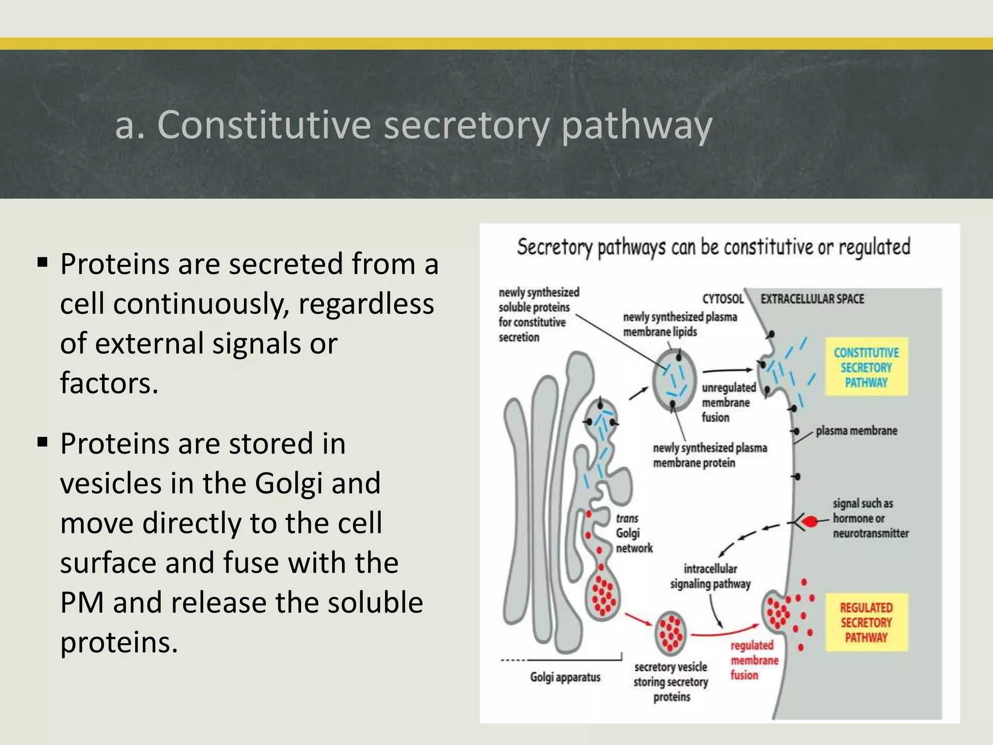 Golgi apparatus ppt (introduction structure and Function) | PPTX