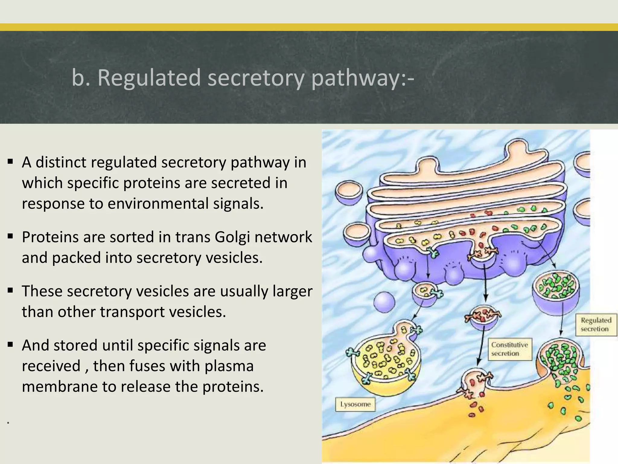 Golgi apparatus ppt (introduction structure and Function) | PPTX