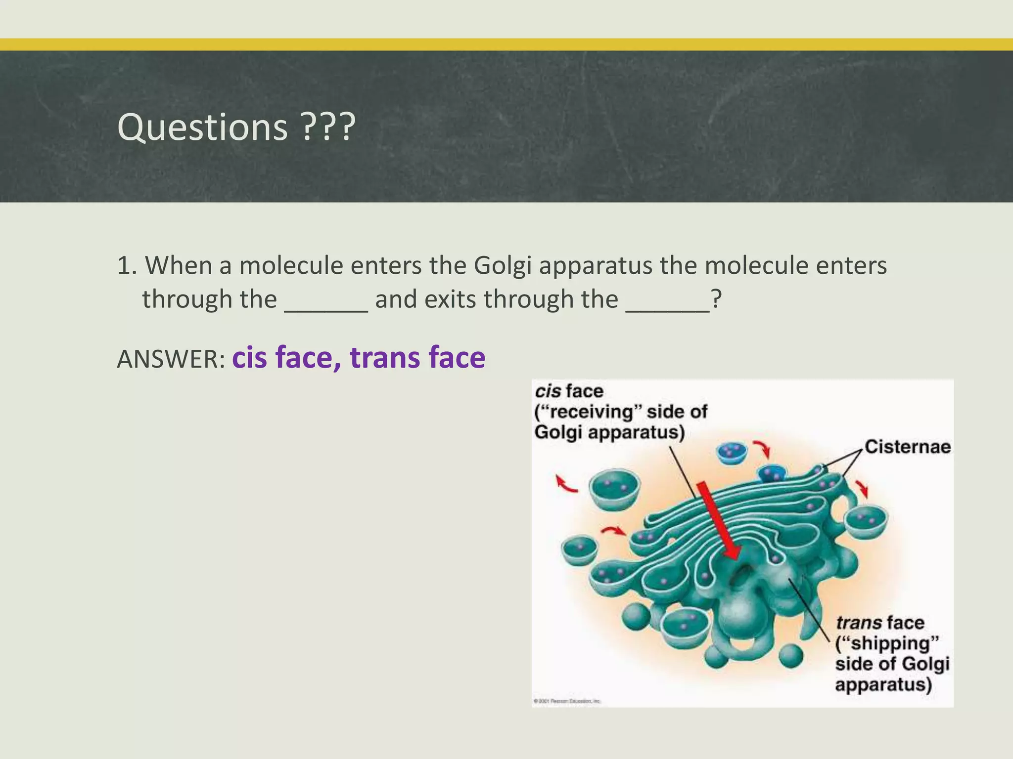 Golgi apparatus ppt (introduction structure and Function) | PPTX