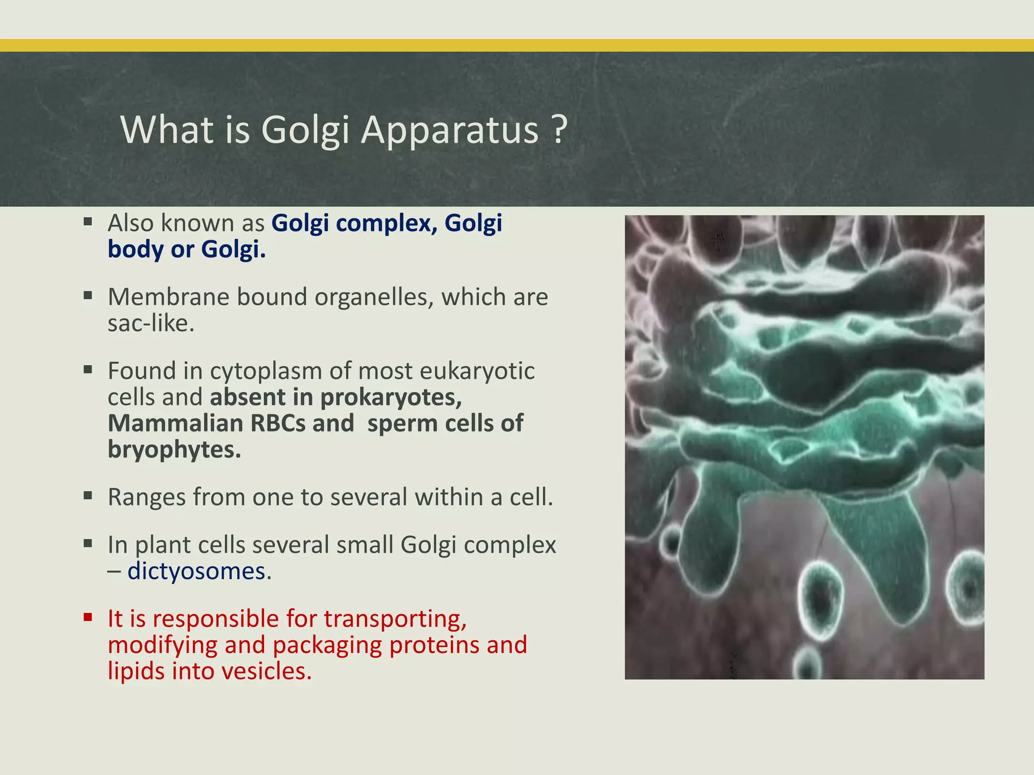 Golgi apparatus ppt (introduction structure and Function) | PPTX