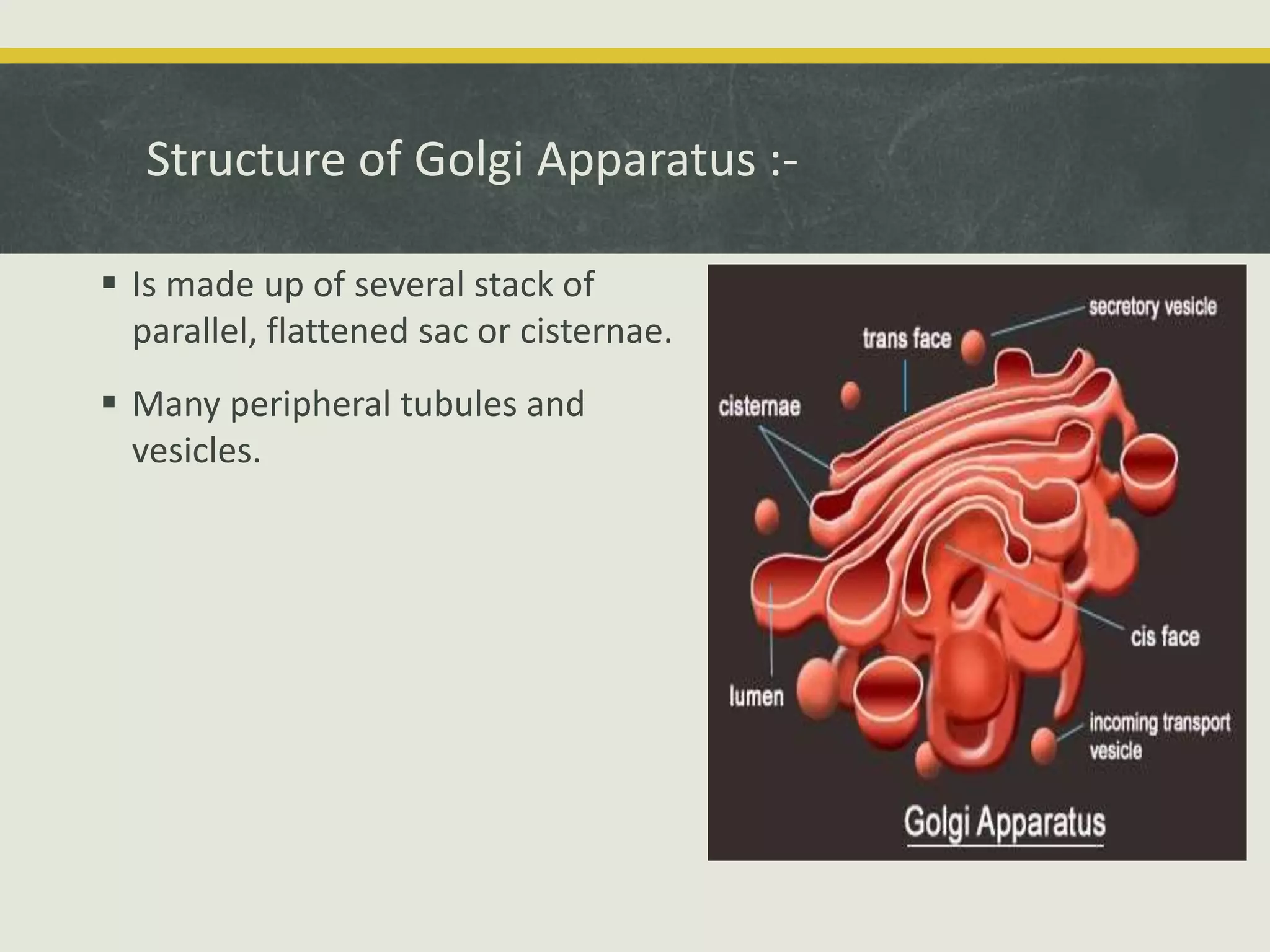 Golgi apparatus ppt (introduction structure and Function) | PPTX