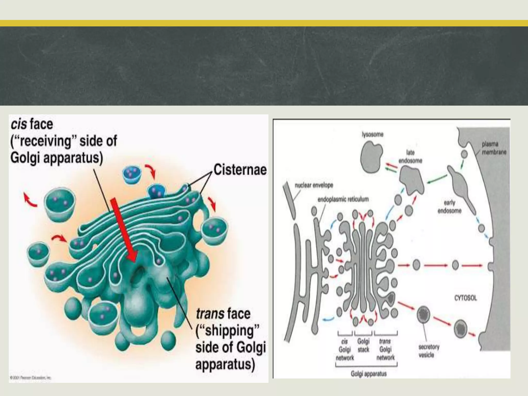 Golgi apparatus ppt (introduction structure and Function) | PPTX