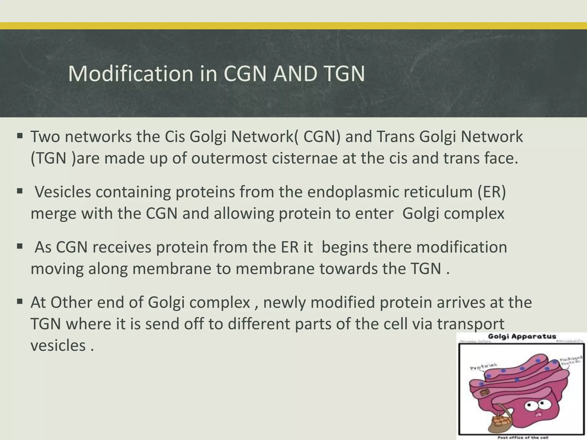 Golgi apparatus ppt (introduction structure and Function) | PPTX
