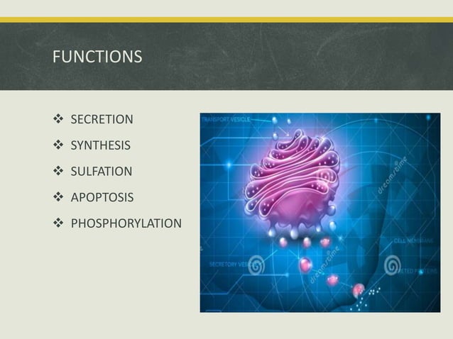 Golgi apparatus ppt (introduction structure and Function) | PPTX