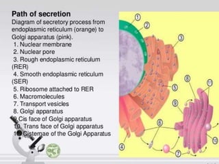 Golgi apparatus ppt (introduction structure and Function) | PPTX