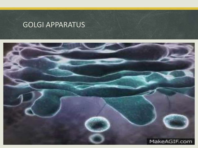 Golgi apparatus ppt (introduction structure and Function) | PPTX