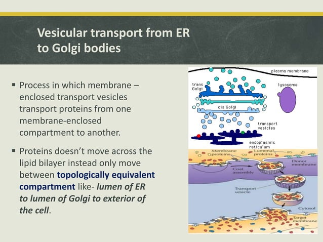Golgi apparatus ppt (introduction structure and Function) | PPTX