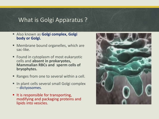 Golgi apparatus ppt (introduction structure and Function) | PPTX