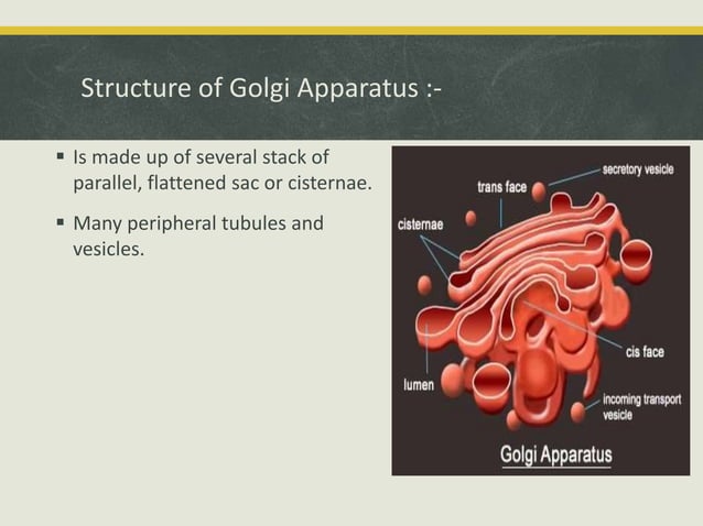 Golgi apparatus ppt (introduction structure and Function) | PPTX