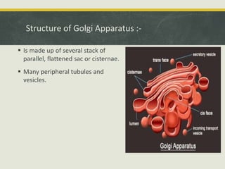 Golgi Apparatus Function