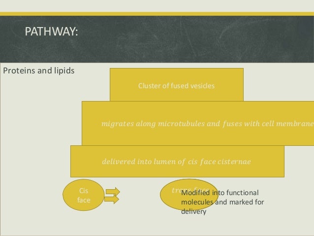 Golgi Apparatus Ppt Introduction Structure And Function