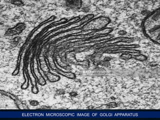 Golgi Apparatus Microscope