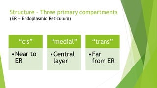 Golgi apparatus | PPTX