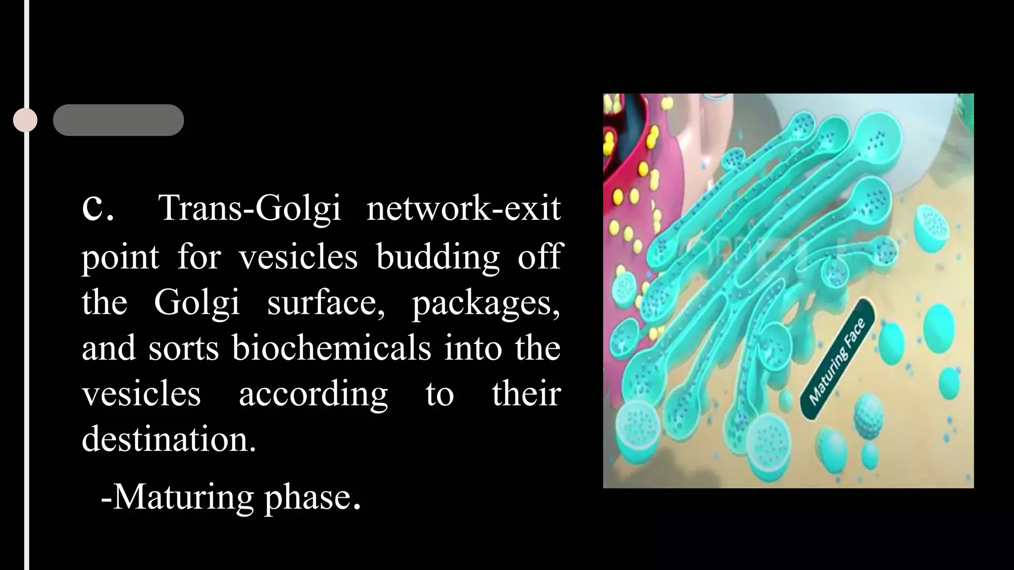 Golgi Apparatus.pptx