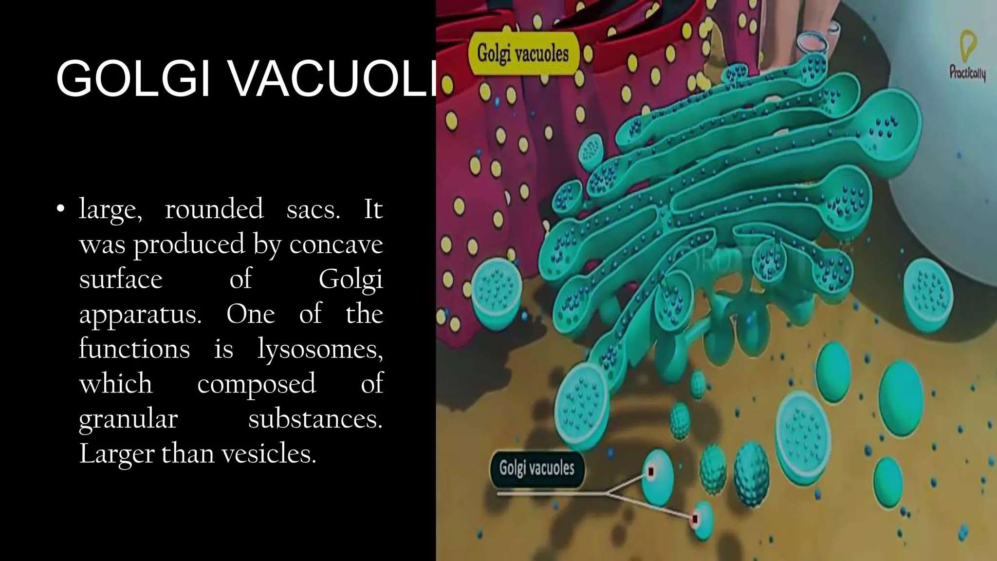 Golgi Apparatus.pptx
