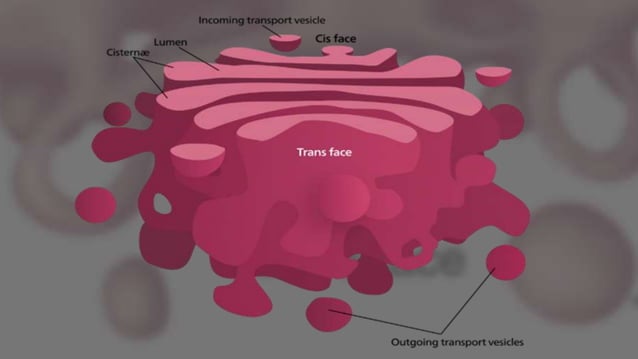 Golgi Apparatus.pptx