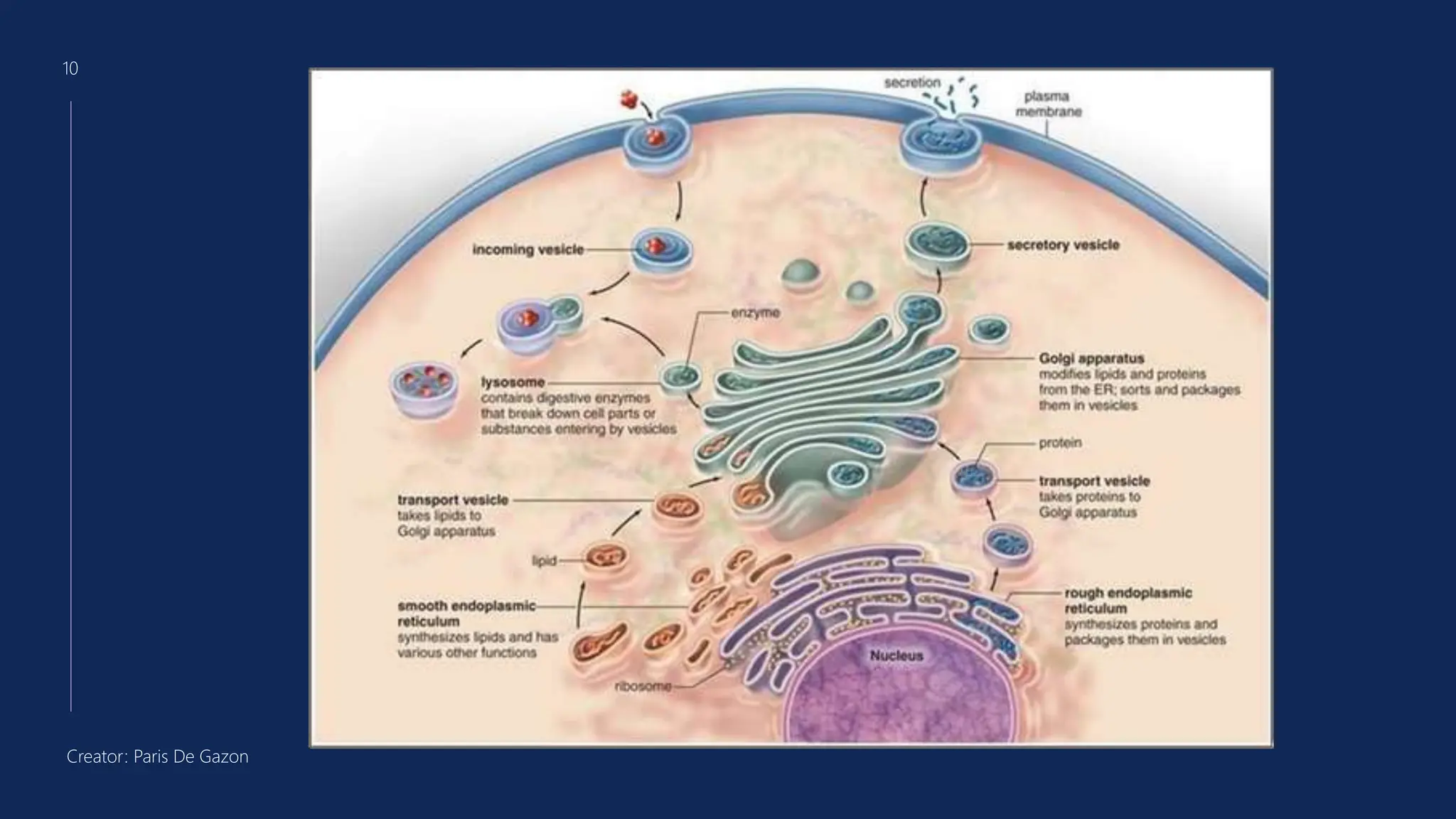 Biology: Golgi Apparatus (cell organelle) | PPT
