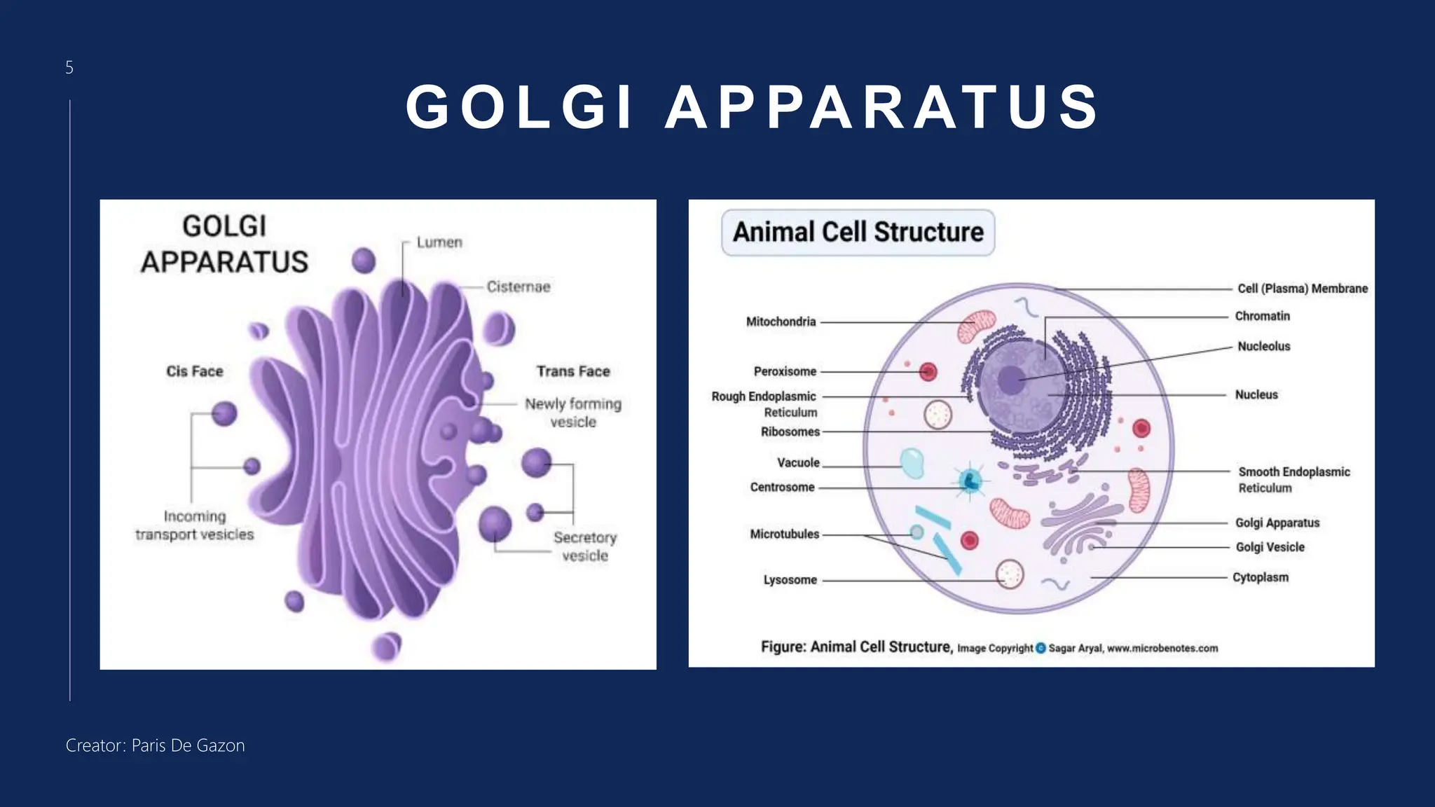 Biology: Golgi Apparatus (cell organelle) | PPT
