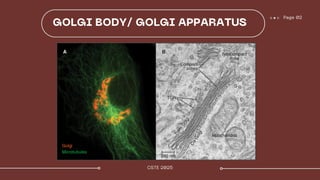 GOLGI APPARATUS cell organelle biology cell biology | PDF