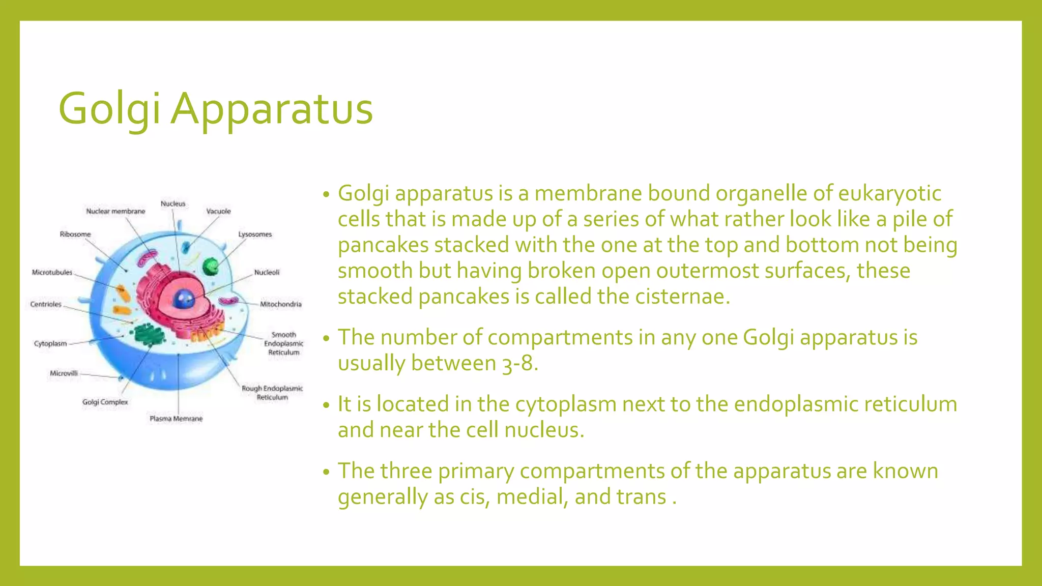 GOLGI APPARATUS.pptx