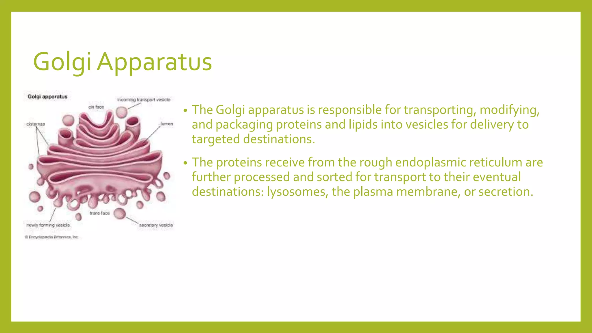 GOLGI APPARATUS.pptx