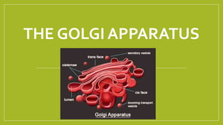 GOLGI APPARATUS.pptx
