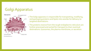 GOLGI APPARATUS.pptx