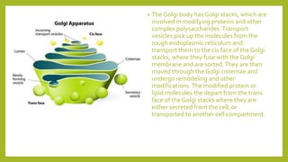 GOLGI APPARATUS.pptx